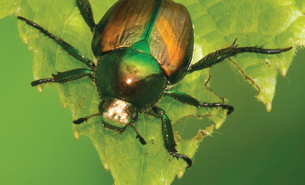 Farmers Win Against Gypsy Moth, Next Up Japanese Beetle – Oregon Family ...