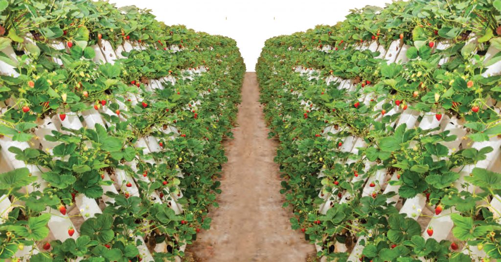 Vertical Farming – Oregon Family Farm Association